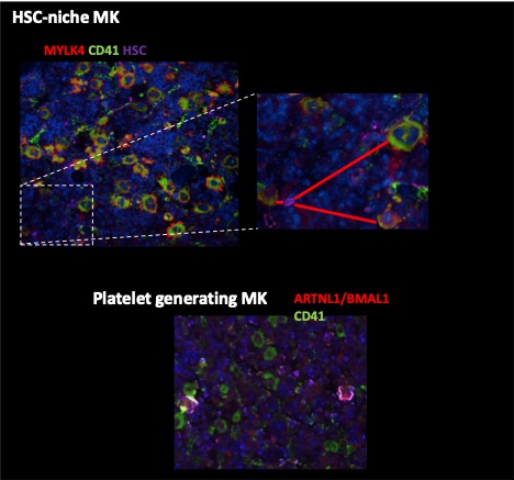 Innovation Project Mouse Model of Immuno-Aging – reality.uni-mainz.de